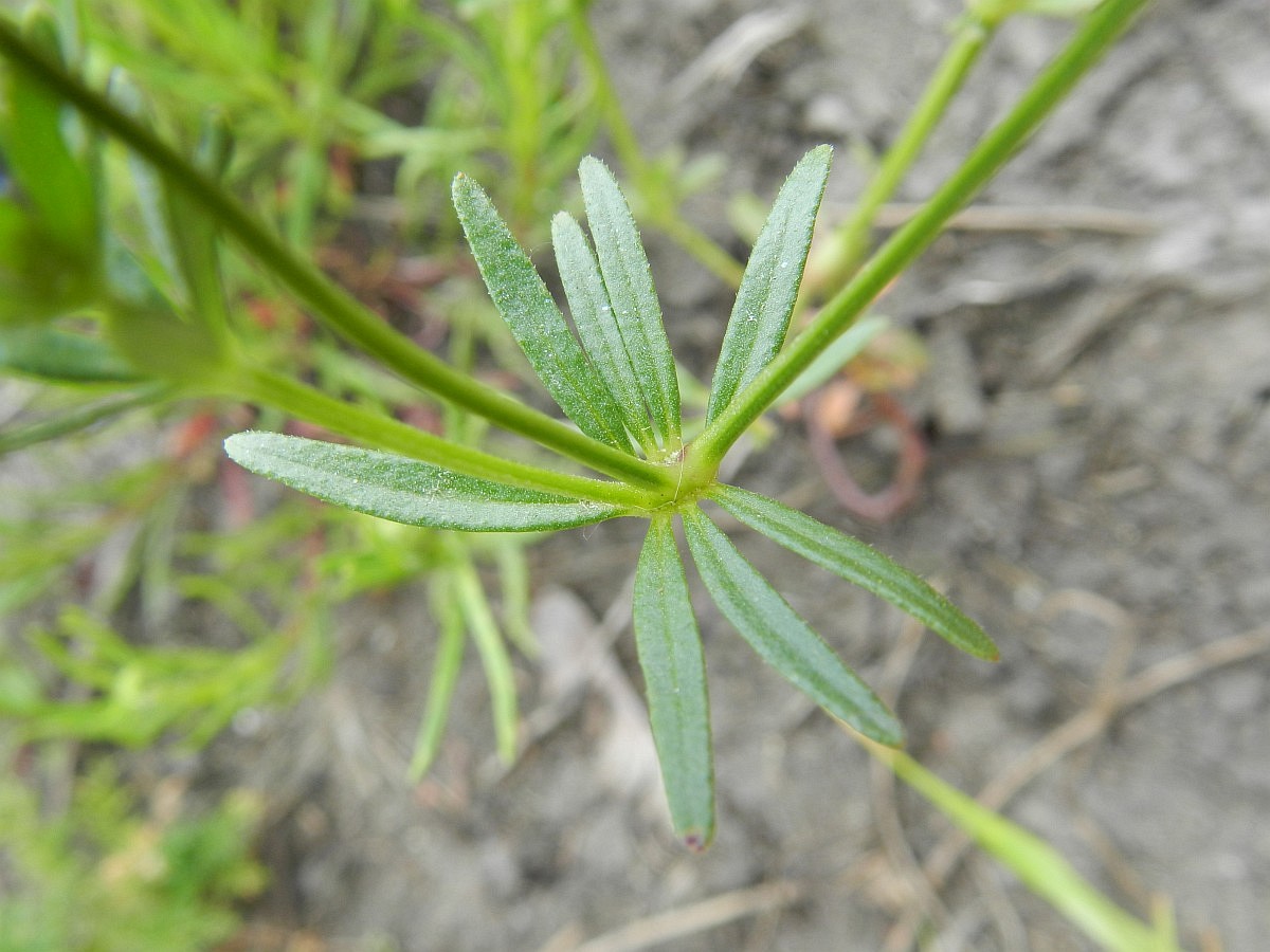 Asperula arvensis, Blue woodruff