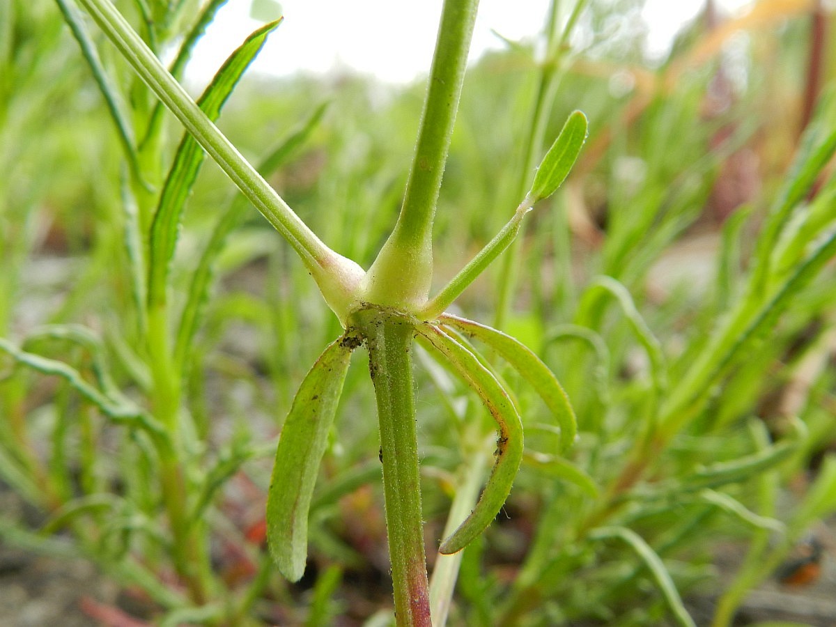 Asperula arvensis, Blue woodruff