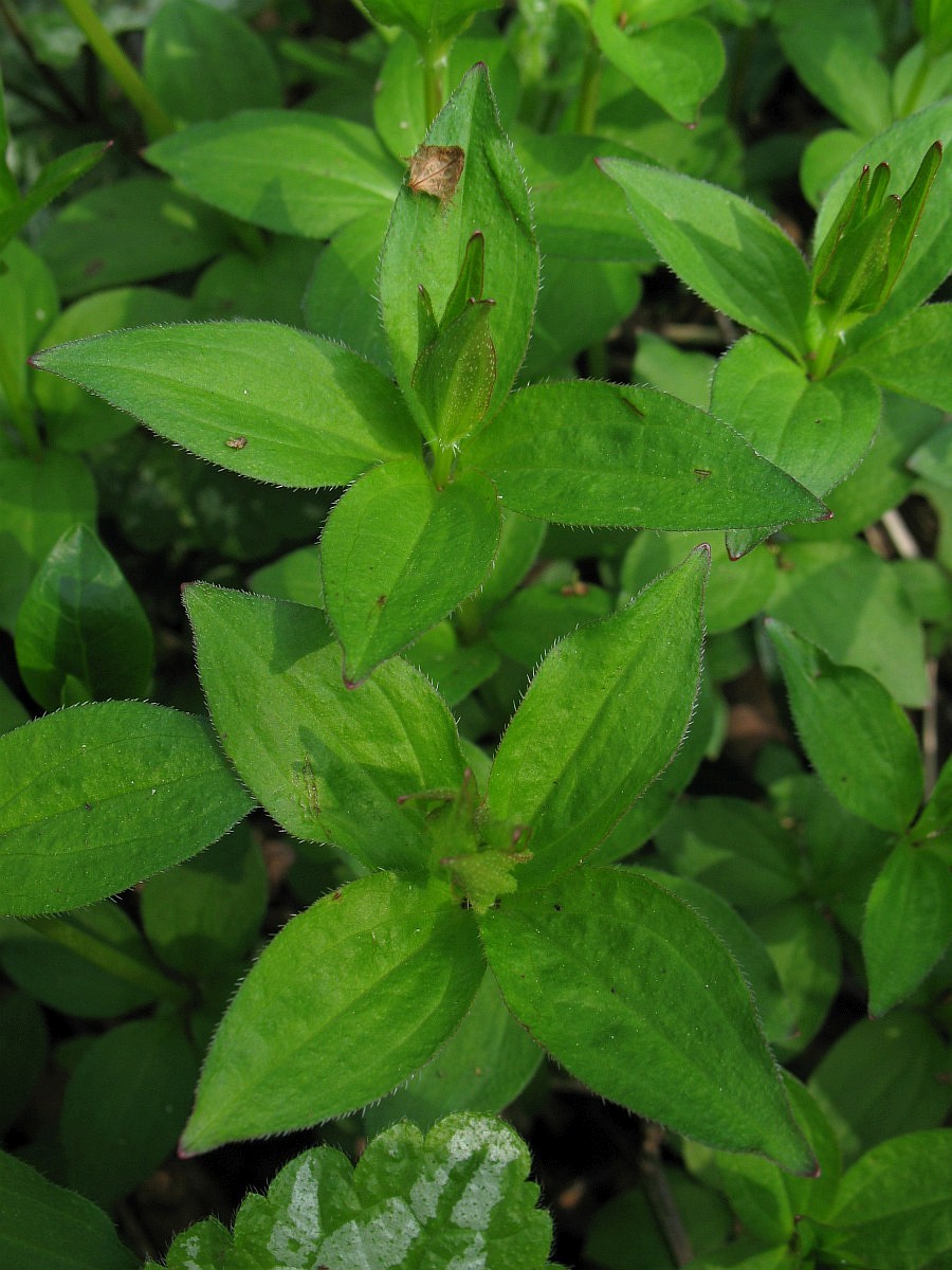 Asperula taurina, Pink Woodruff