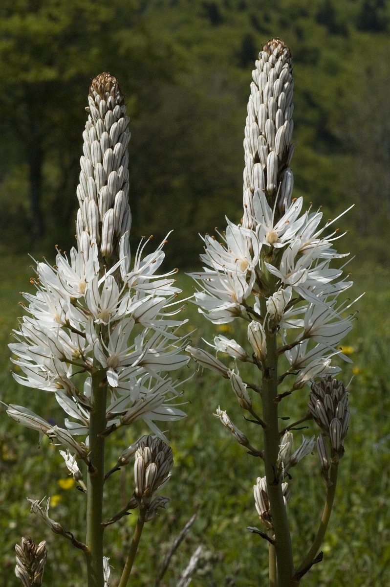 Asphodelus albus, White Asphodel