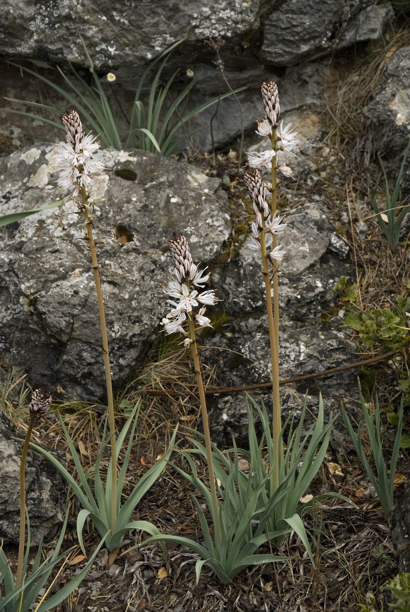Asphodelus albus, White Asphodel