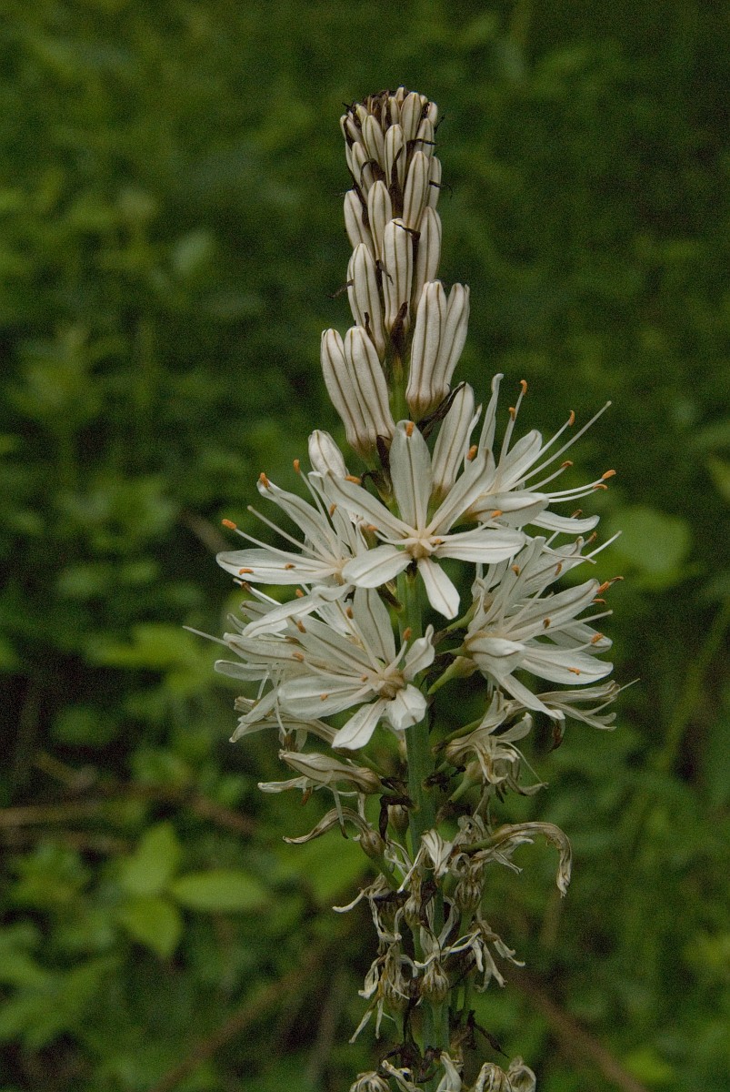Asphodelus albus, White Asphodel