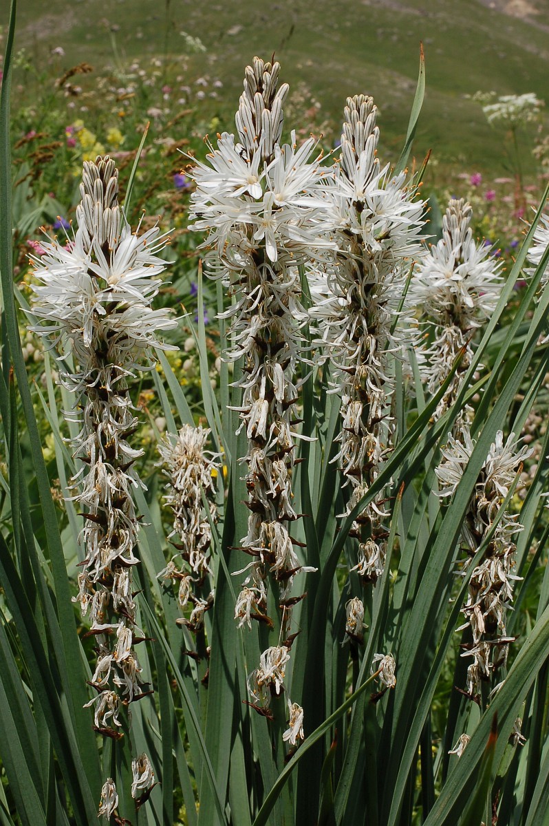 Asphodelus albus, White Asphodel