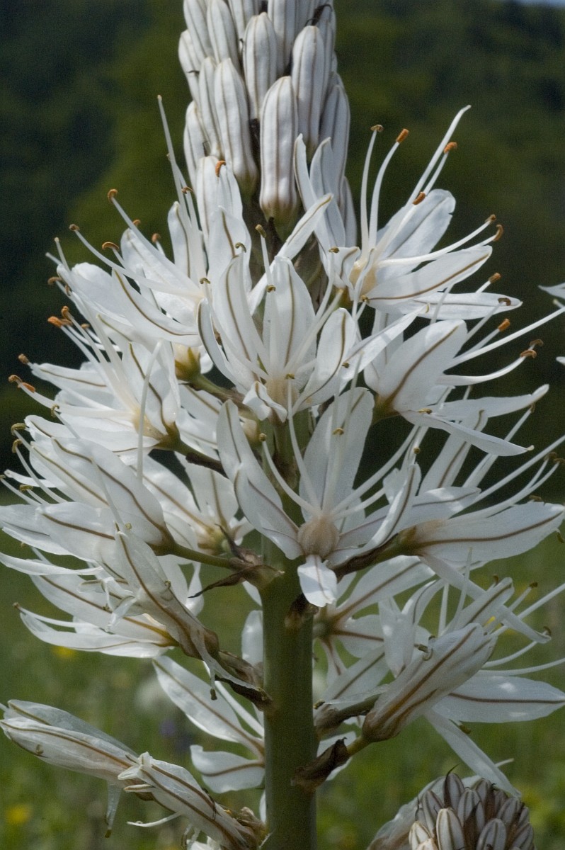 Asphodelus albus, White Asphodel