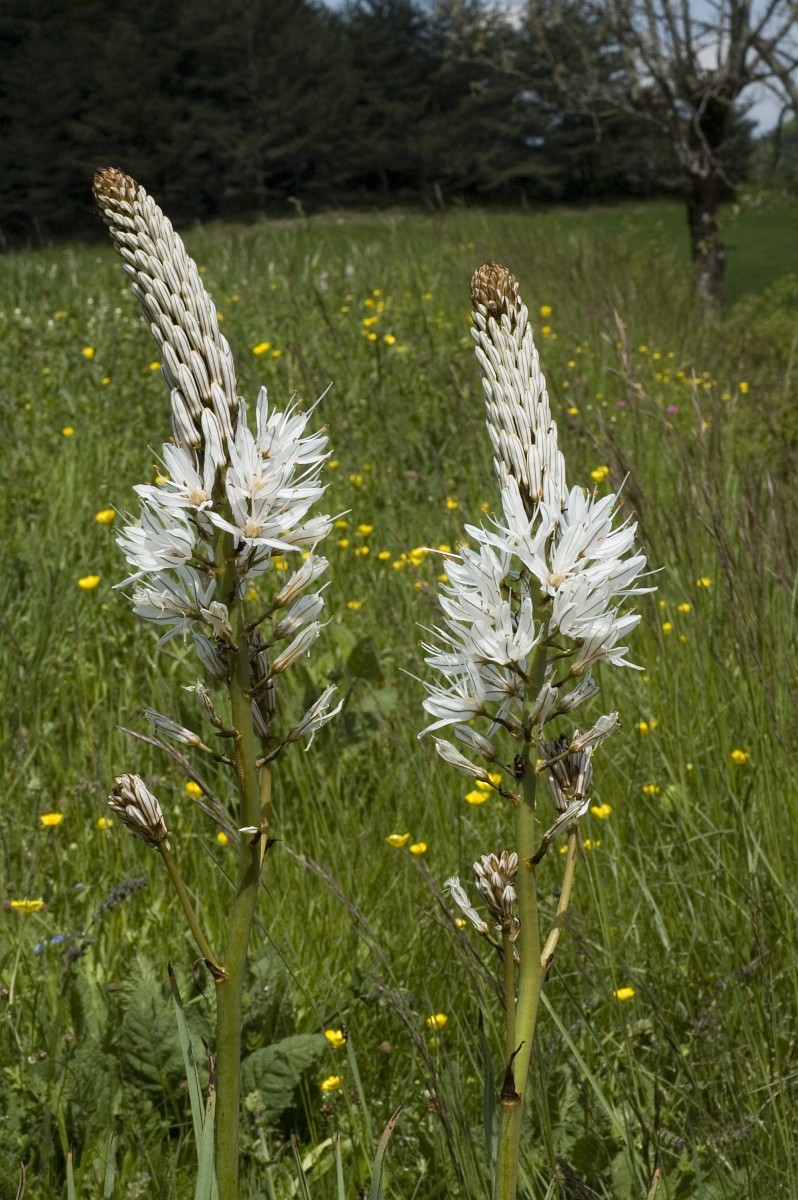 Asphodelus albus, White Asphodel