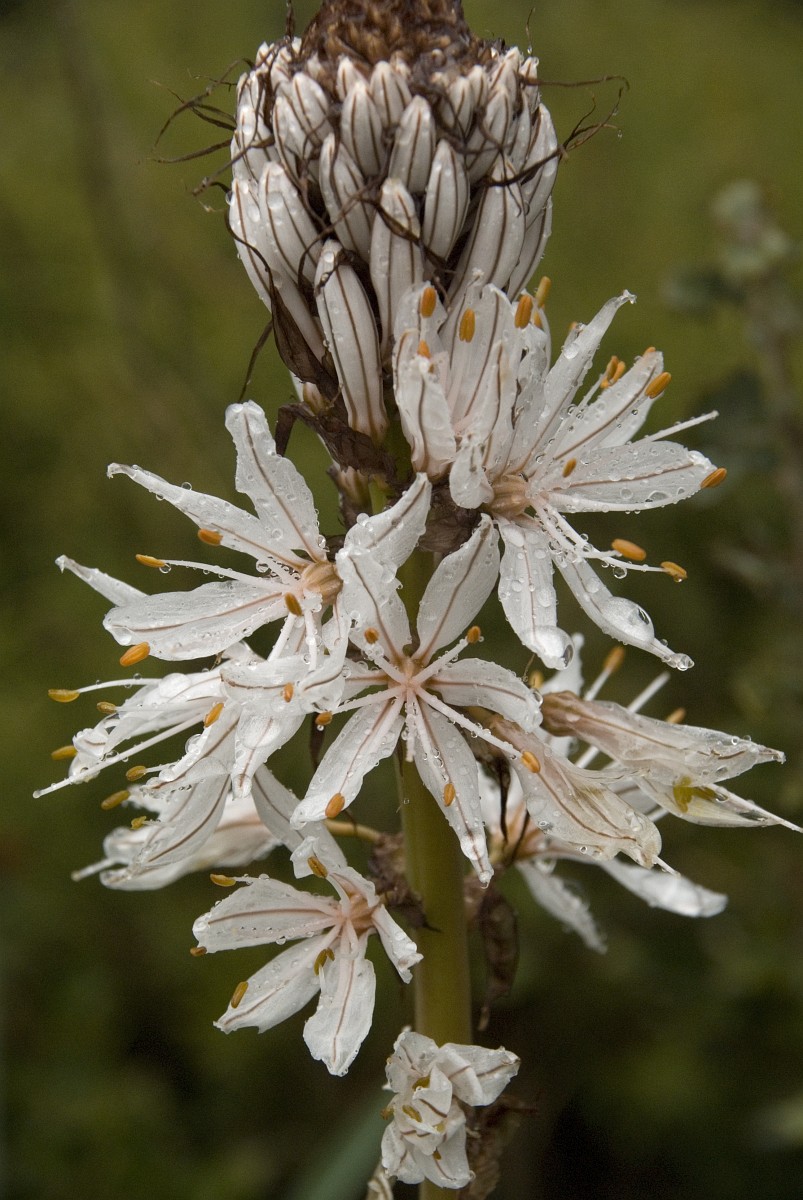 Asphodelus albus, White Asphodel