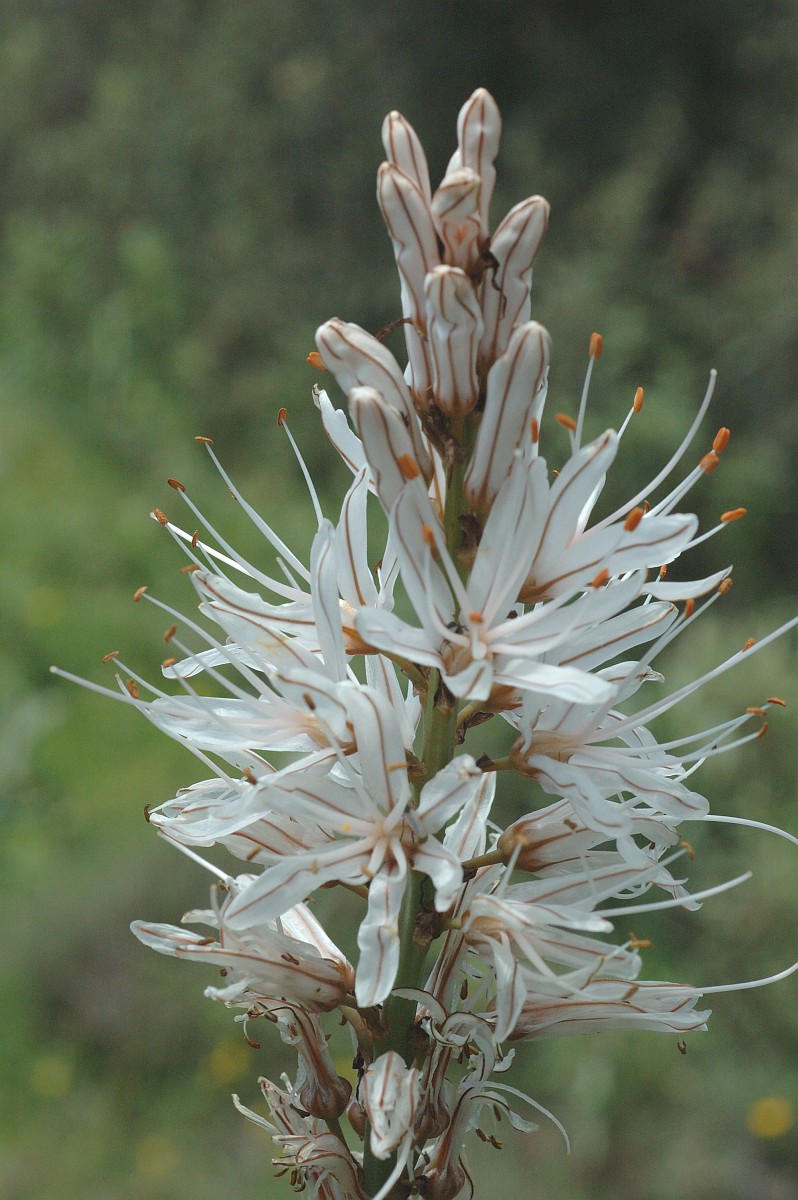 Asphodelus albus, White Asphodel