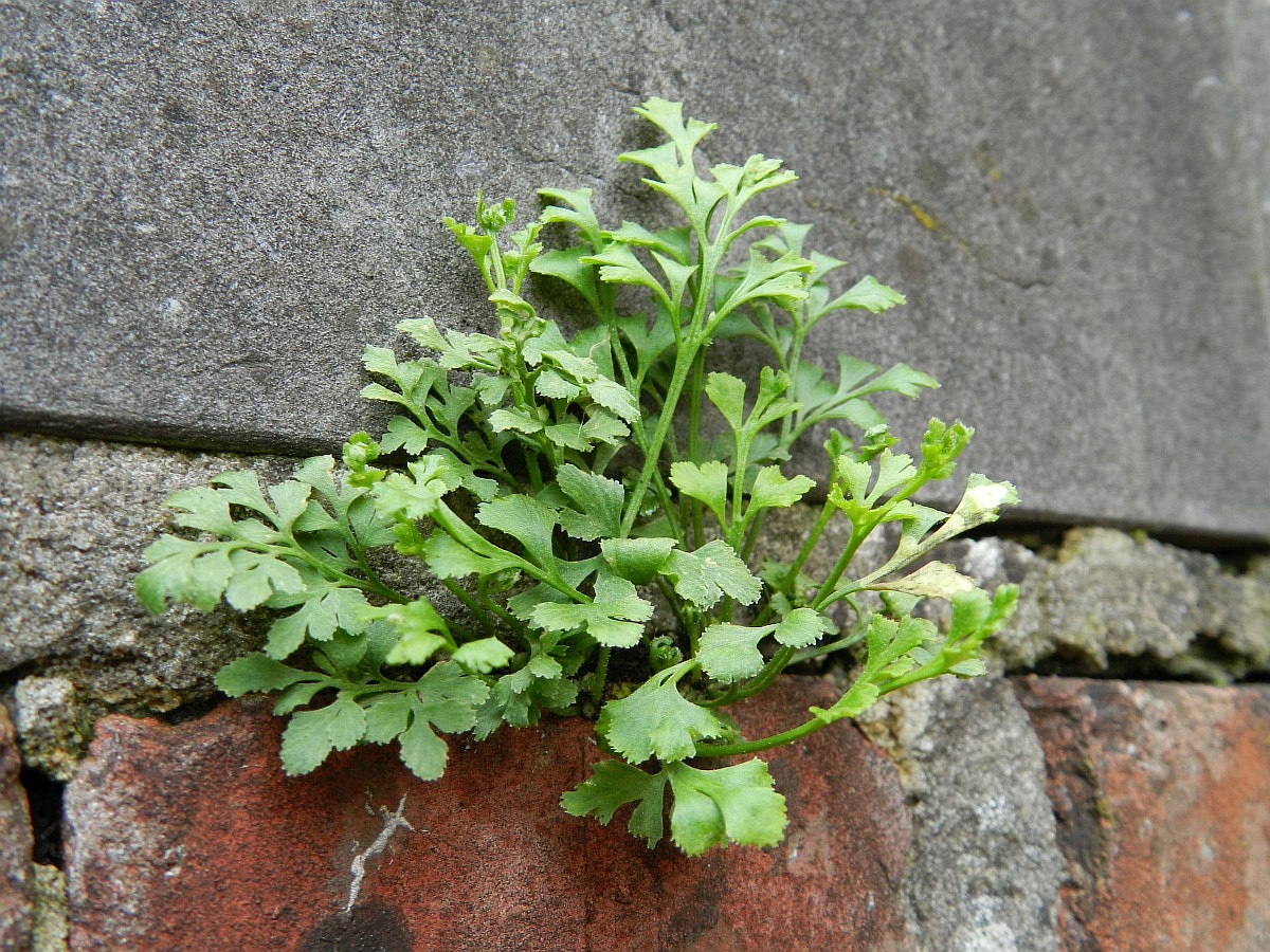 Asplenium ruta-muraria, Wall-rue