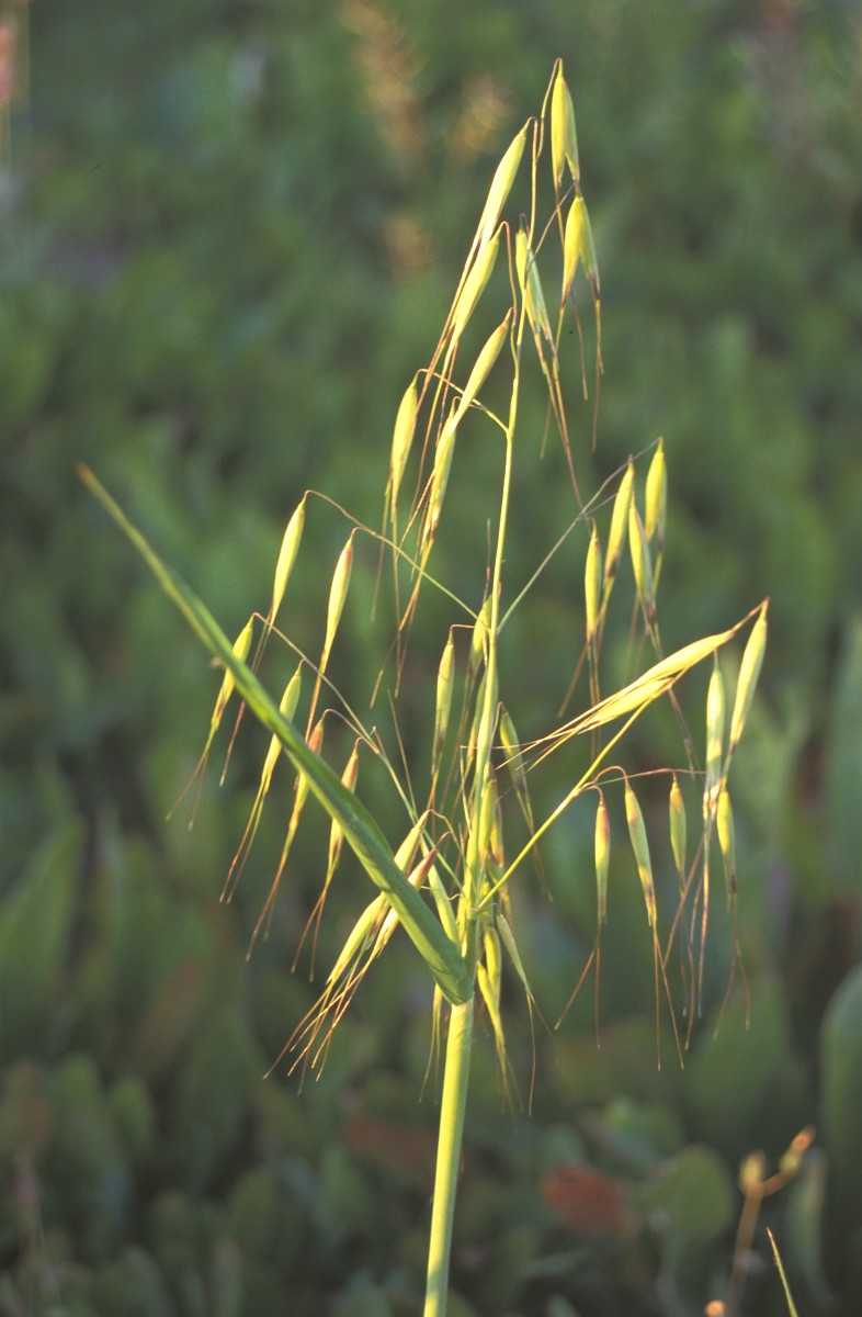Avena sterilis, Animated Oat