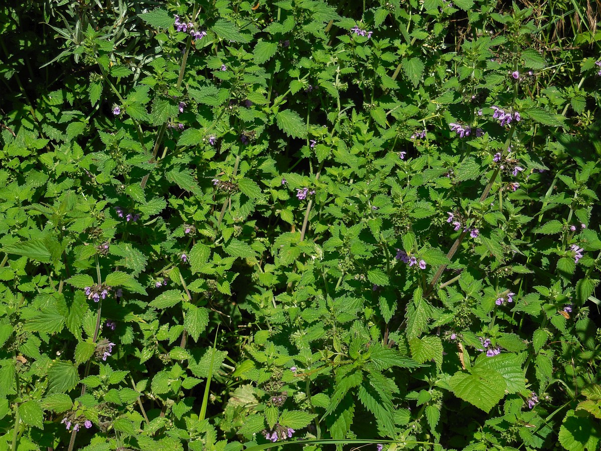 Ballota nigra , Black Horehound