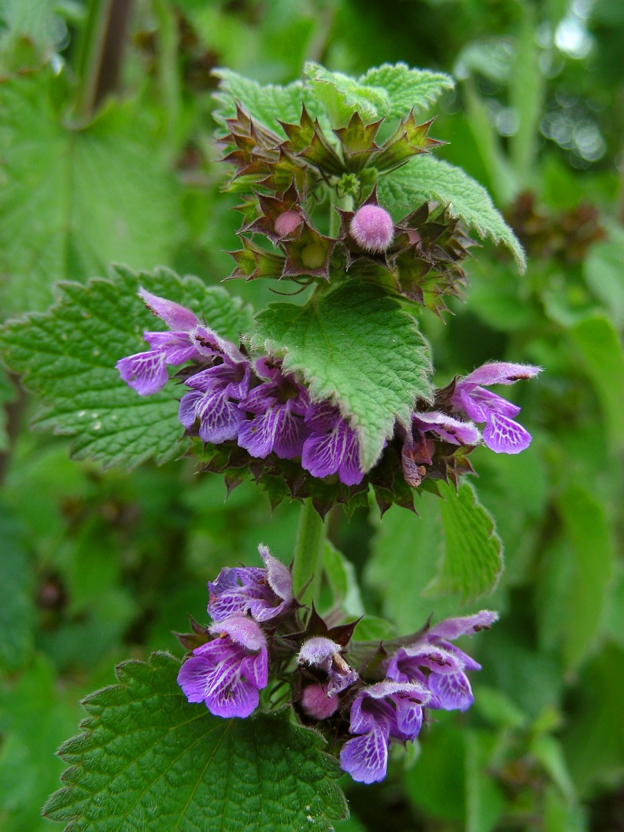 Ballota nigra , Black Horehound