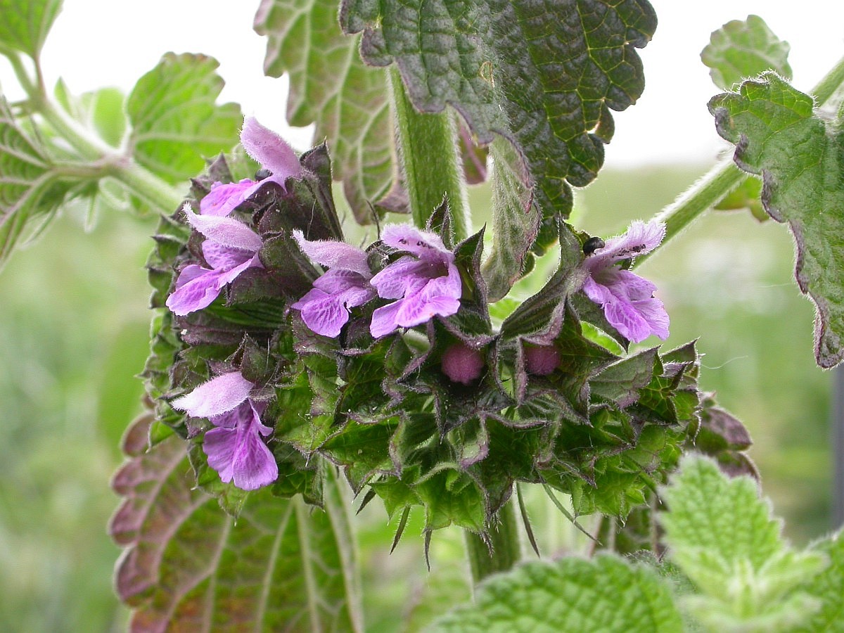 Ballota nigra , Black Horehound