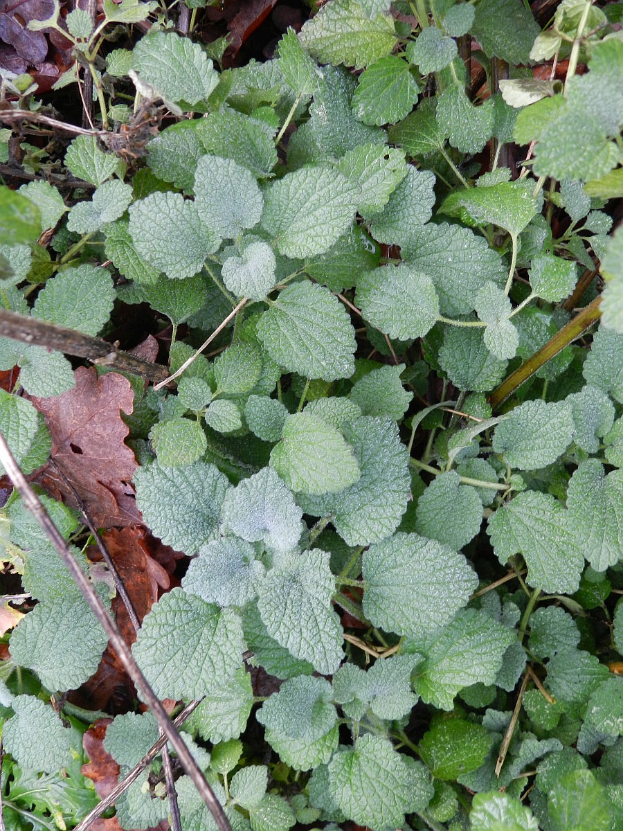 Ballota nigra , Black Horehound