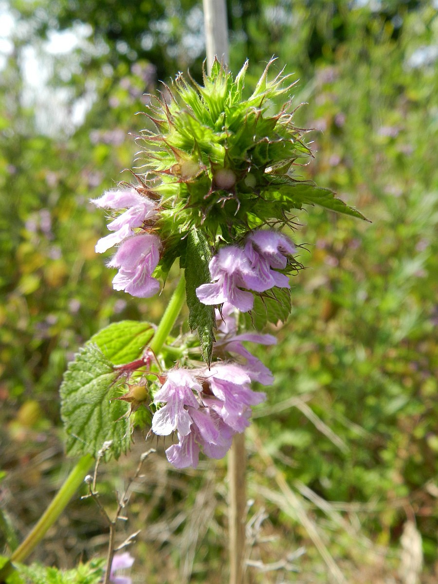 Ballota nigra , Black Horehound