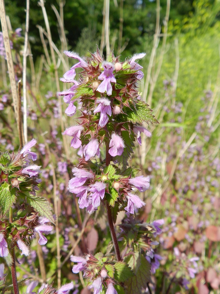 Ballota nigra , Black Horehound