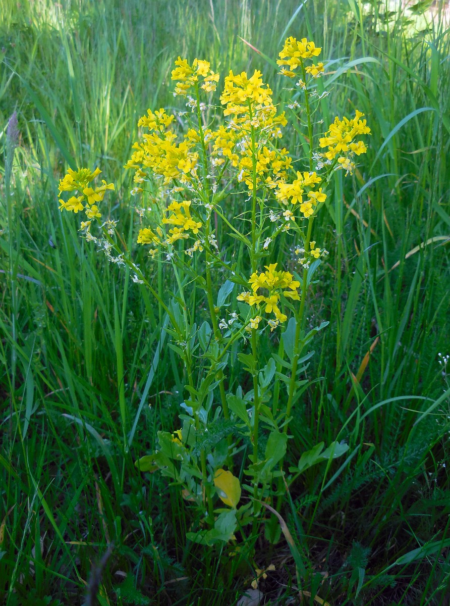 Barbarea vulgaris, Winter-cress