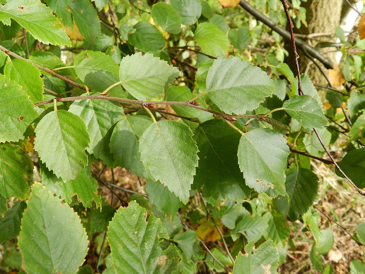 Betula pubescens, Downy Birch
