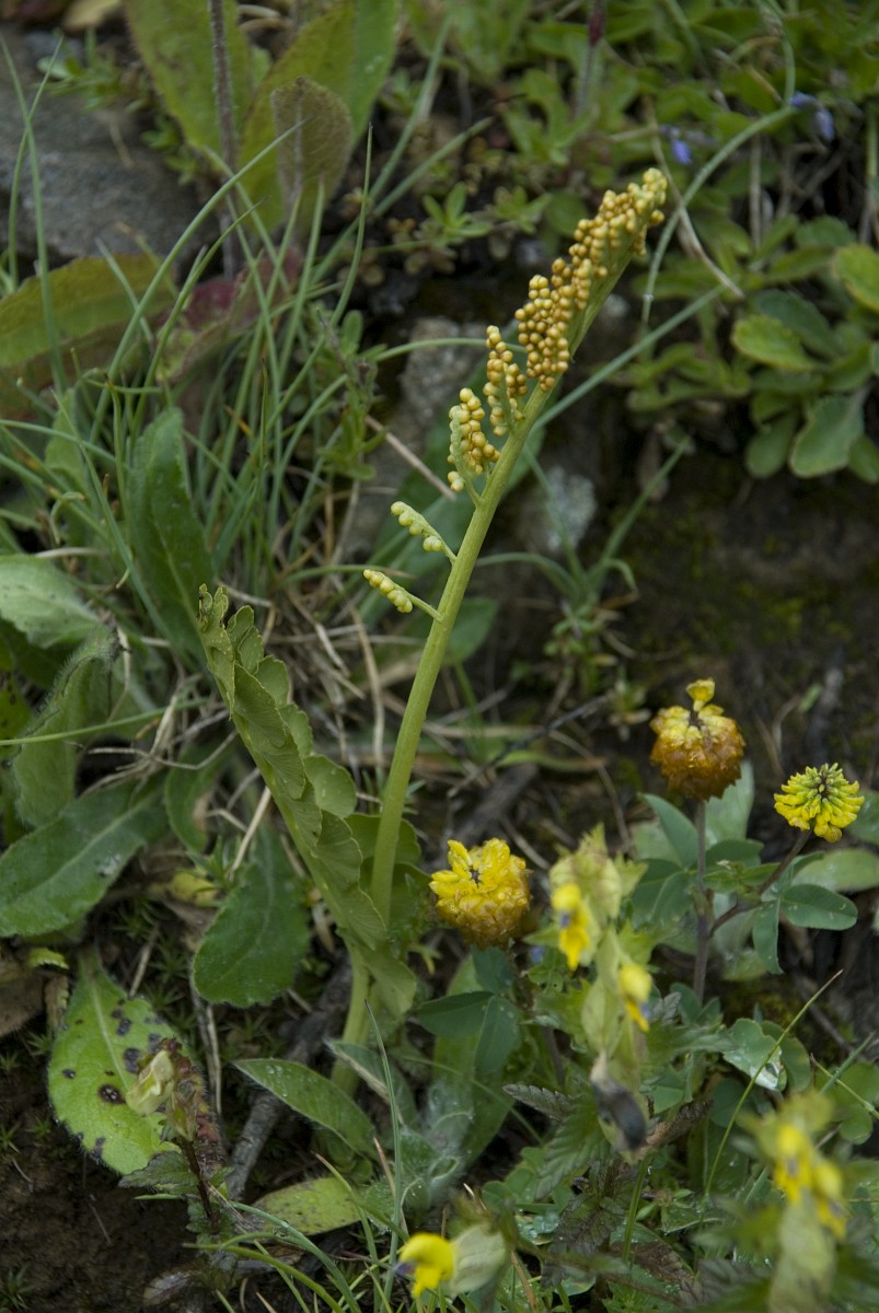 Botrychium lunaria, Moonwort