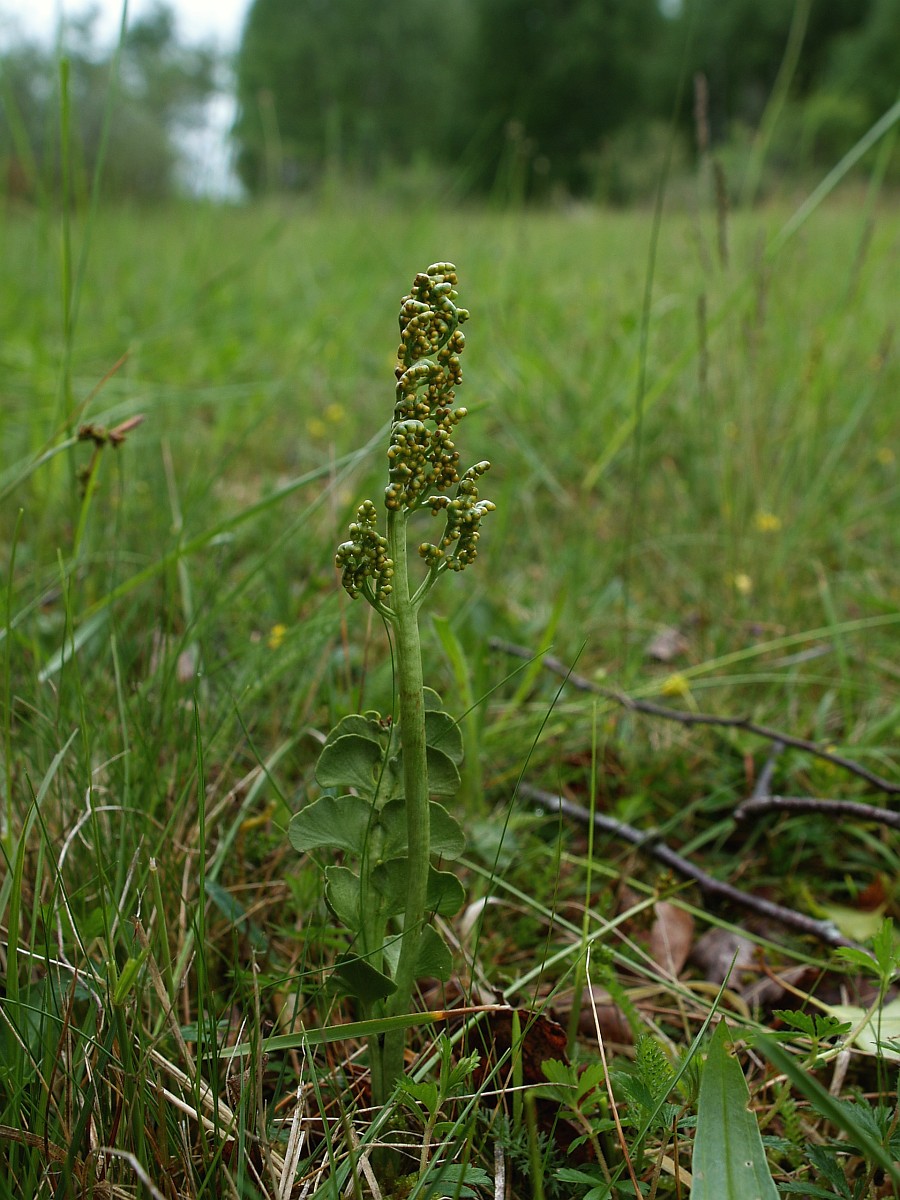 Botrychium lunaria, Moonwort