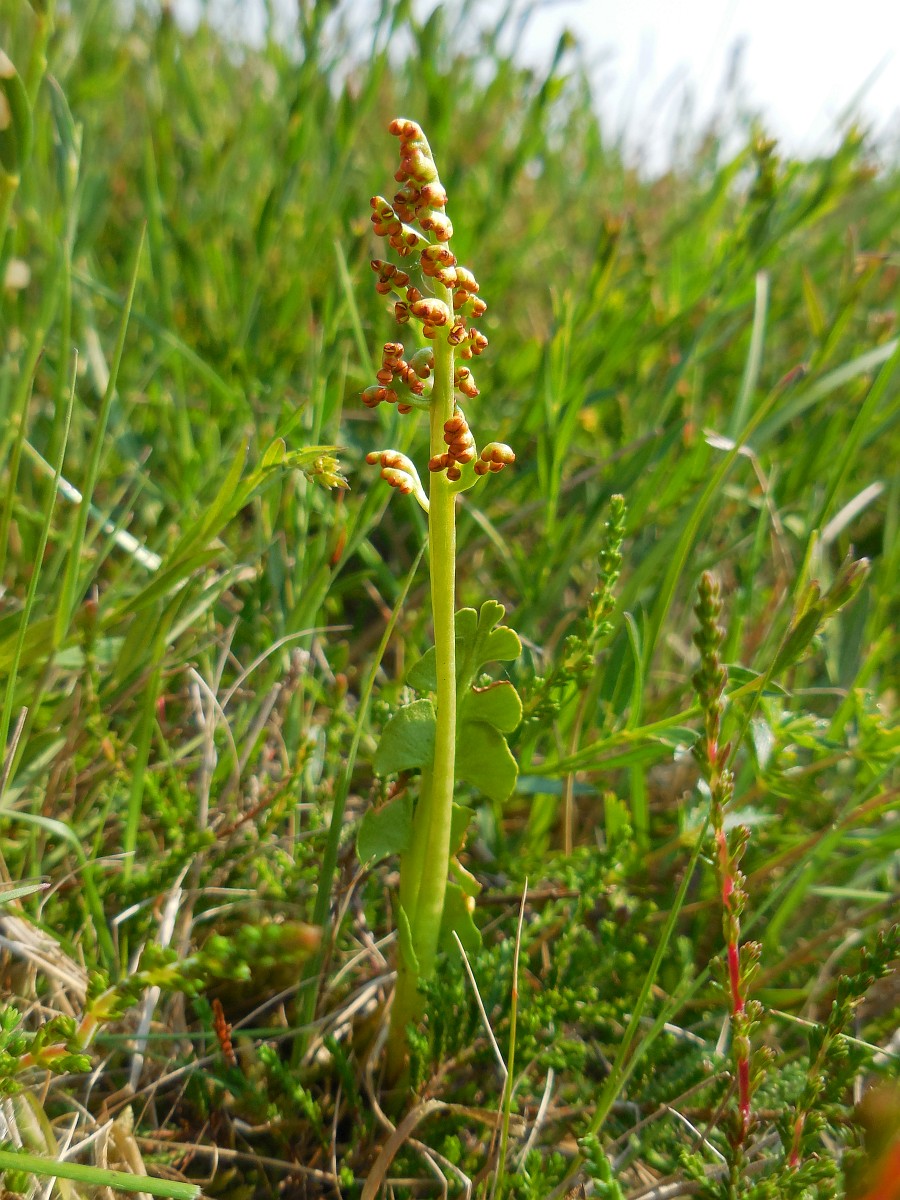Botrychium lunaria, Moonwort