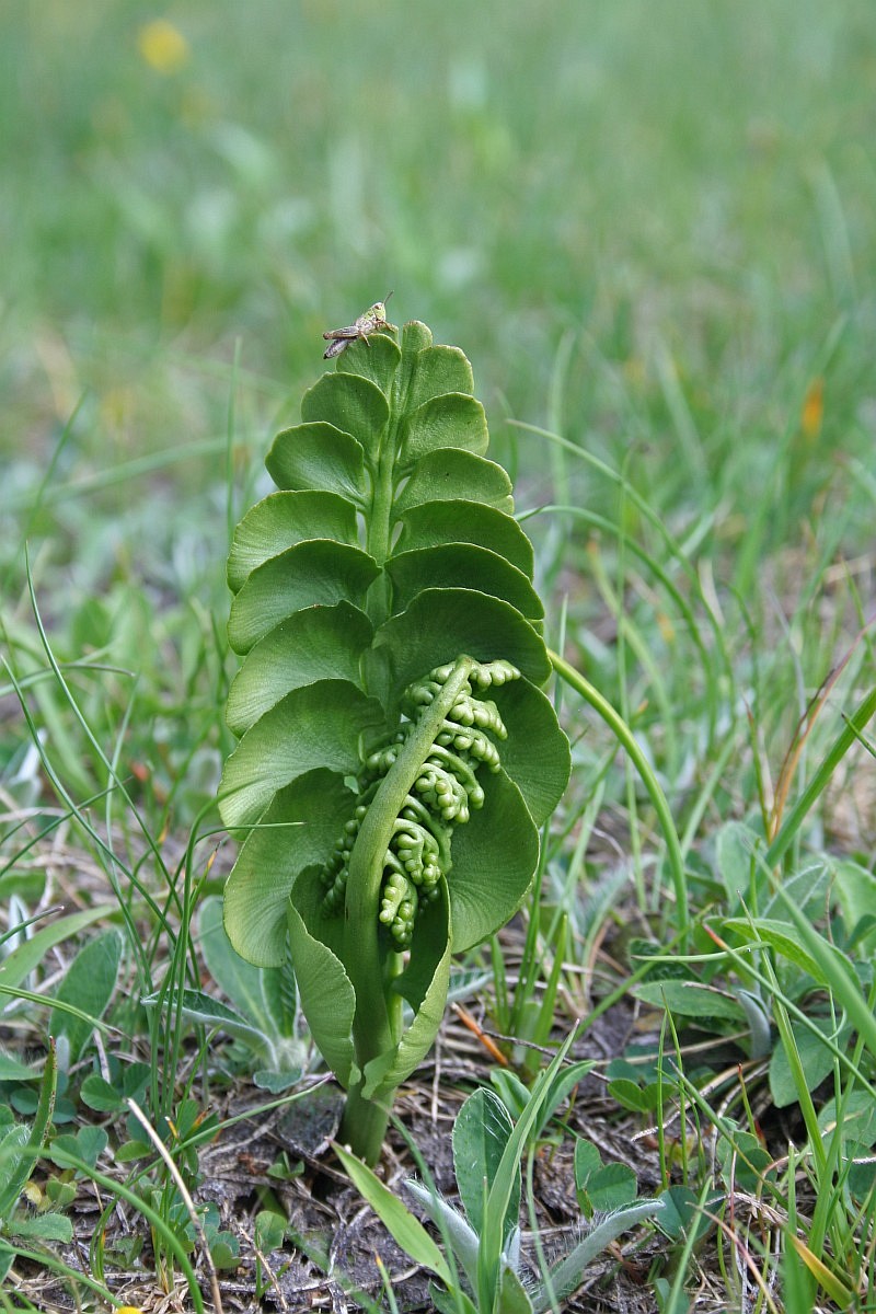 Botrychium lunaria, Moonwort