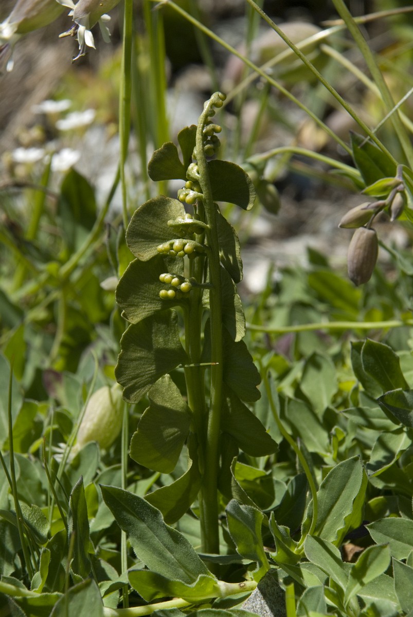 Botrychium lunaria, Moonwort