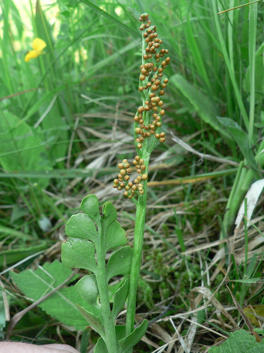 Botrychium lunaria, Moonwort