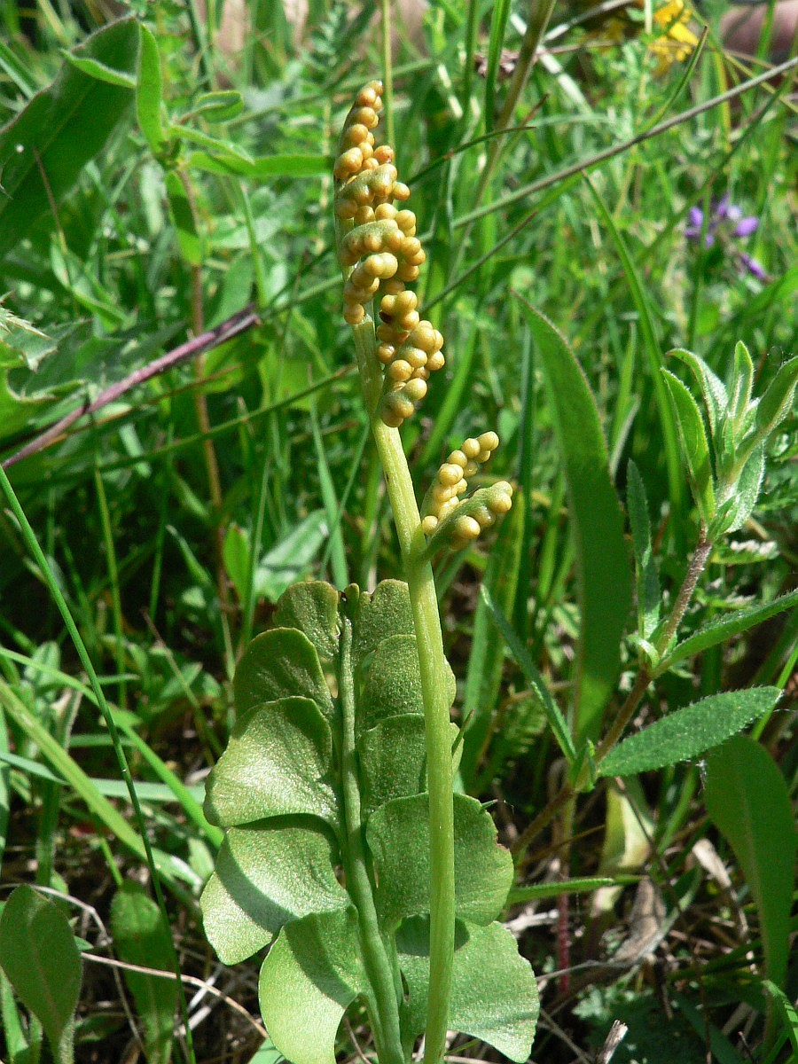 Botrychium lunaria, Moonwort