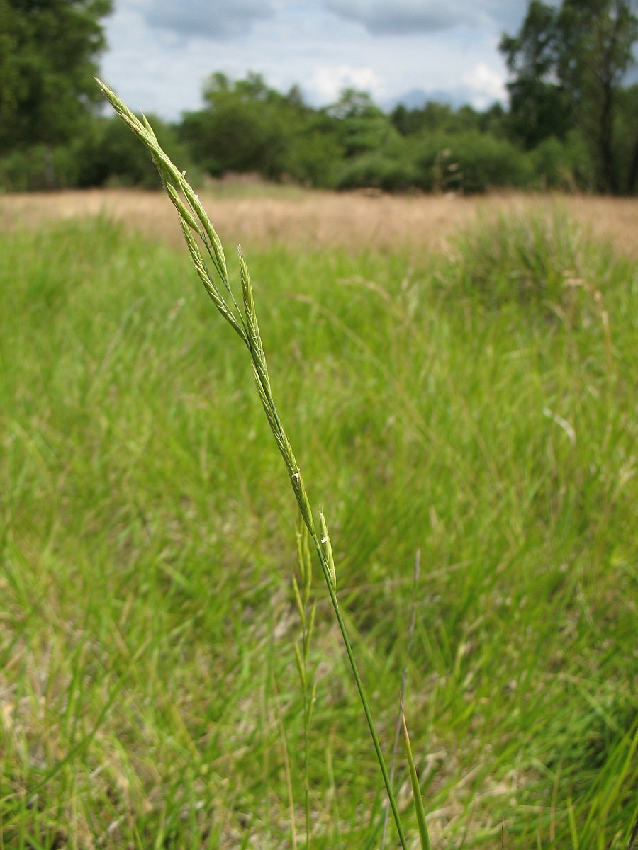 Brachypodium pinnatum, Tor-grass