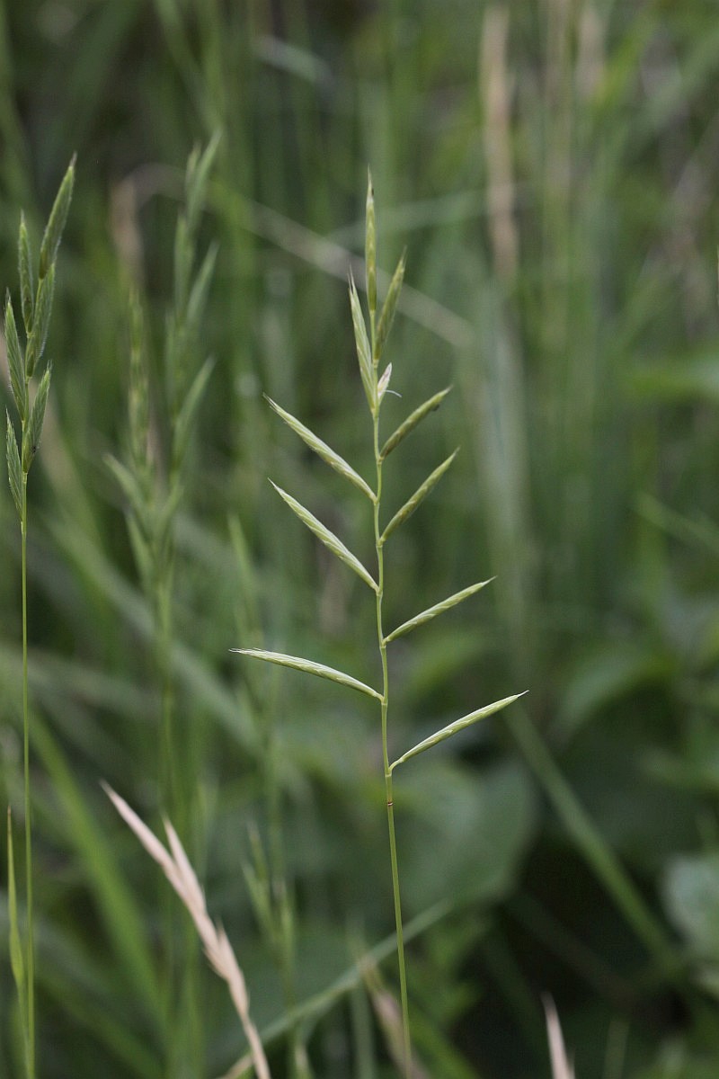 Brachypodium pinnatum, Tor-grass