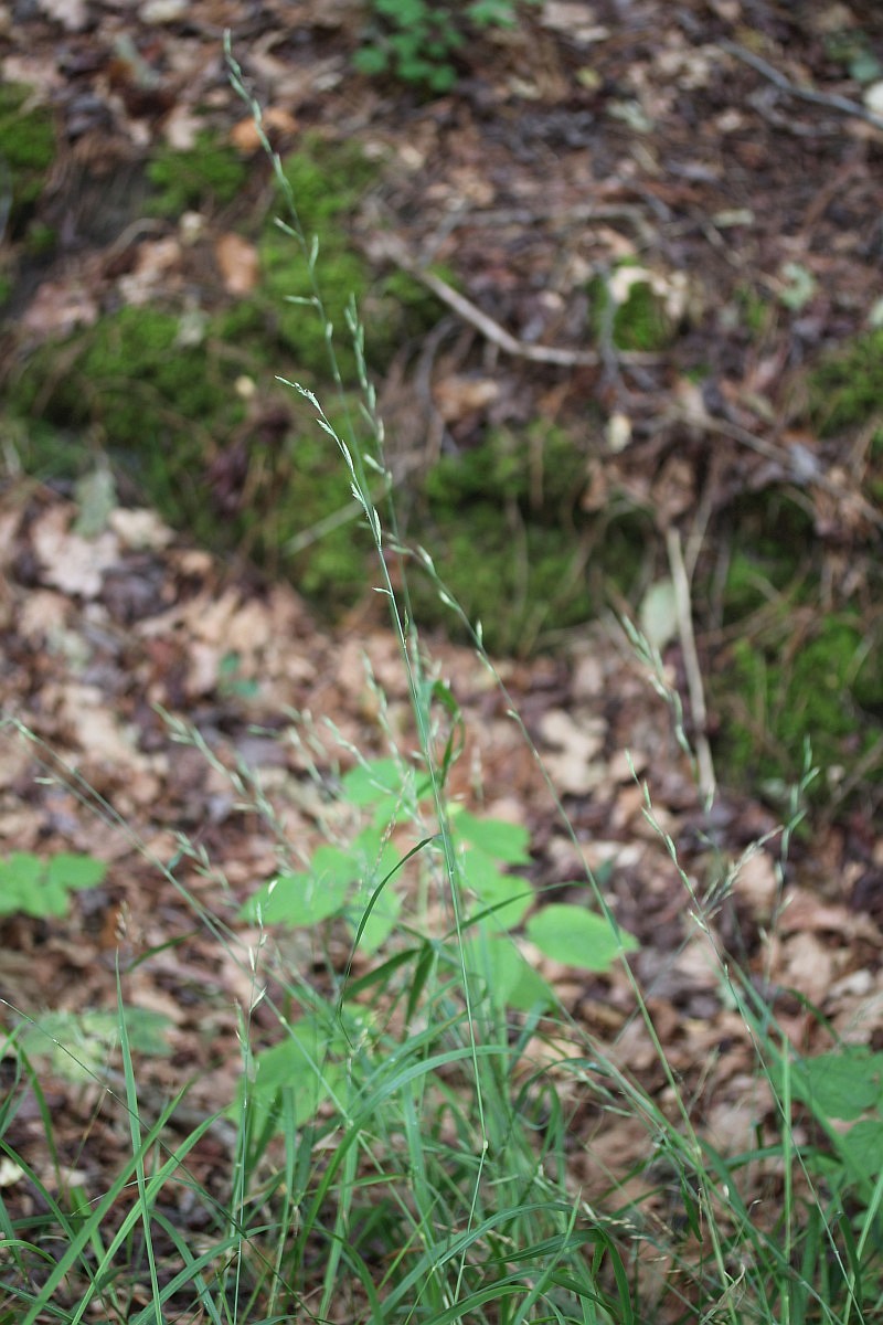Brachypodium pinnatum, Tor-grass