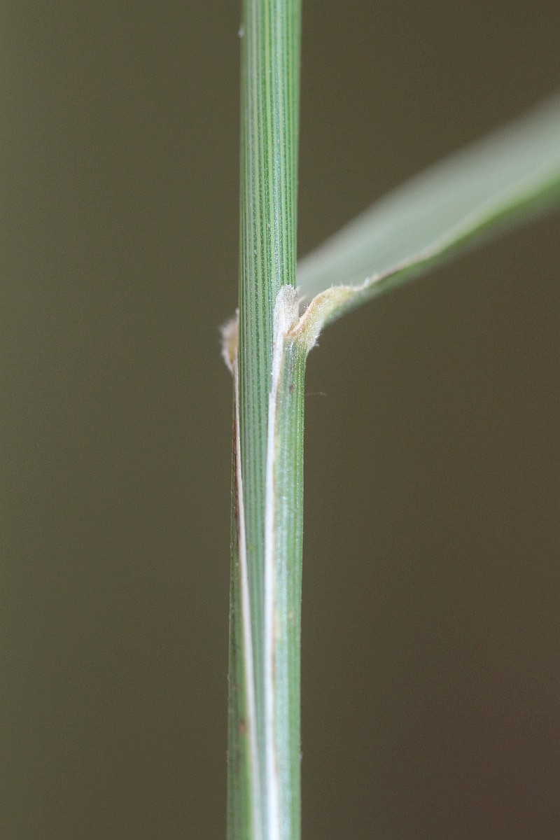 Brachypodium pinnatum, Tor-grass