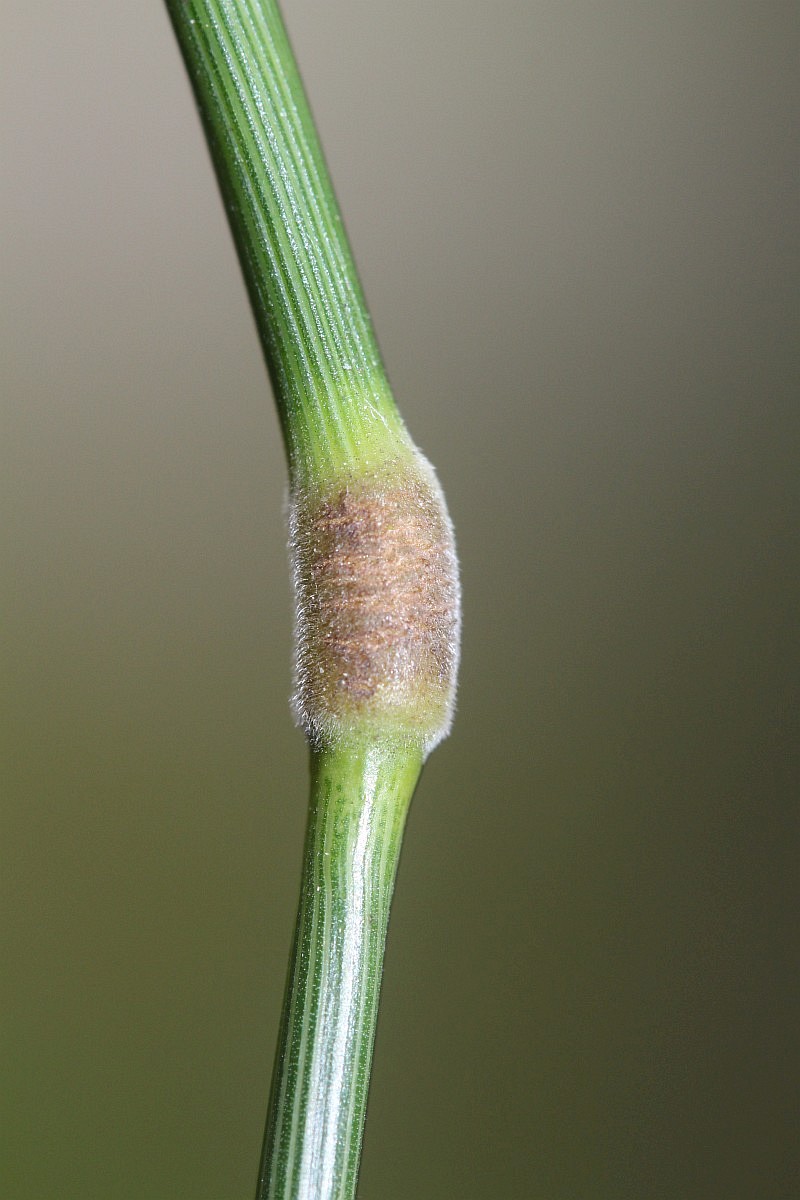 Brachypodium pinnatum, Tor-grass