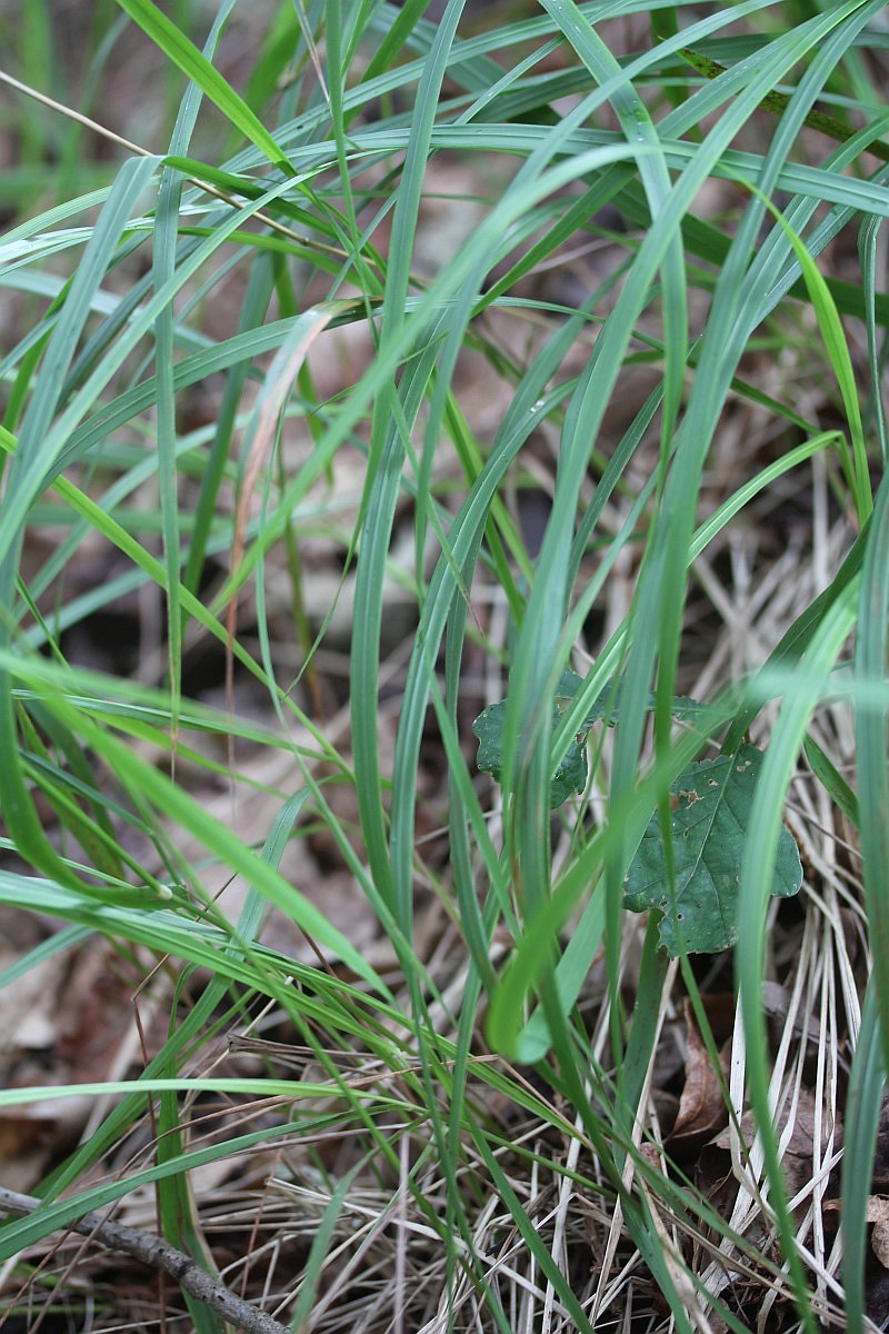 Brachypodium pinnatum, Tor-grass
