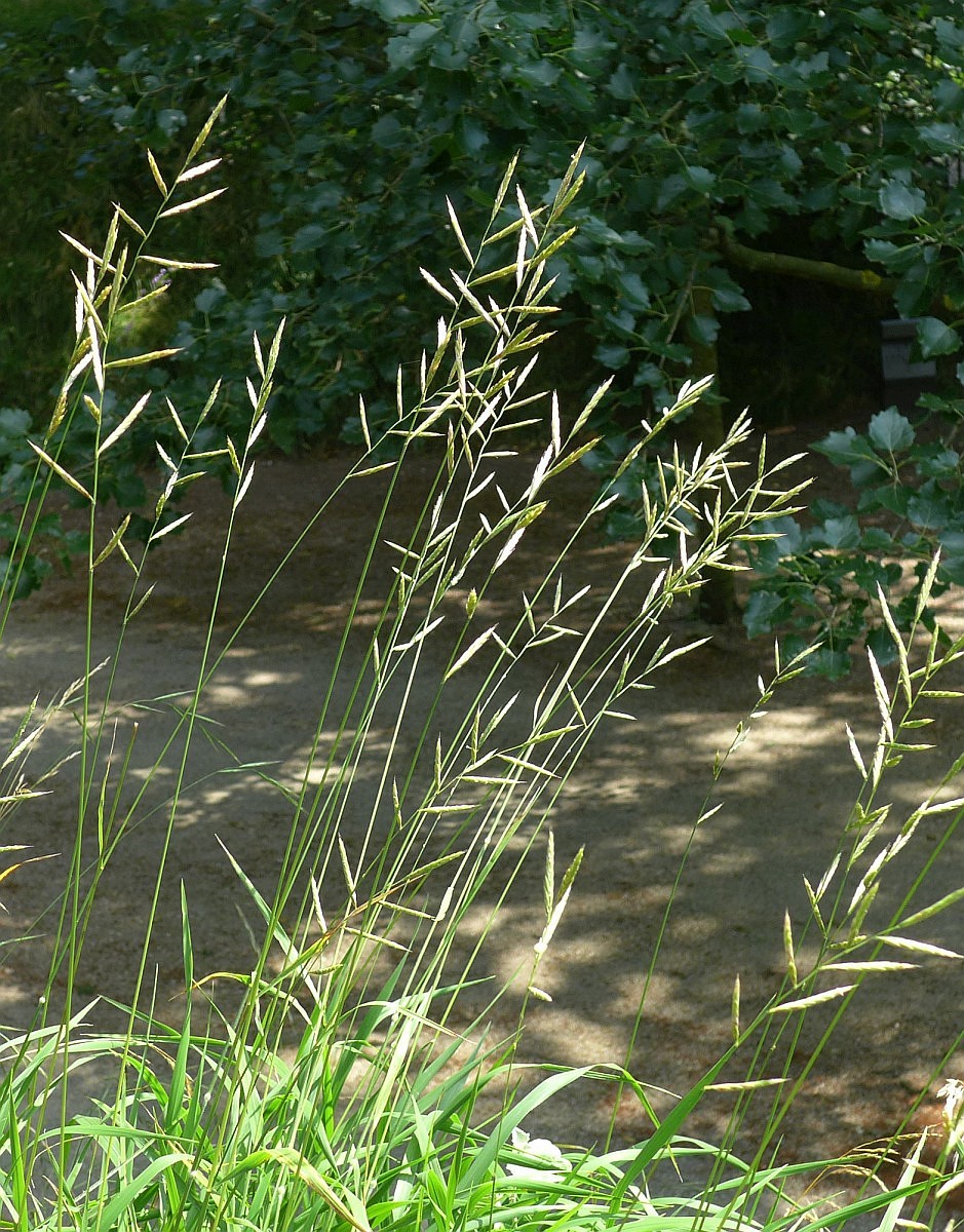 Brachypodium pinnatum, Tor-grass