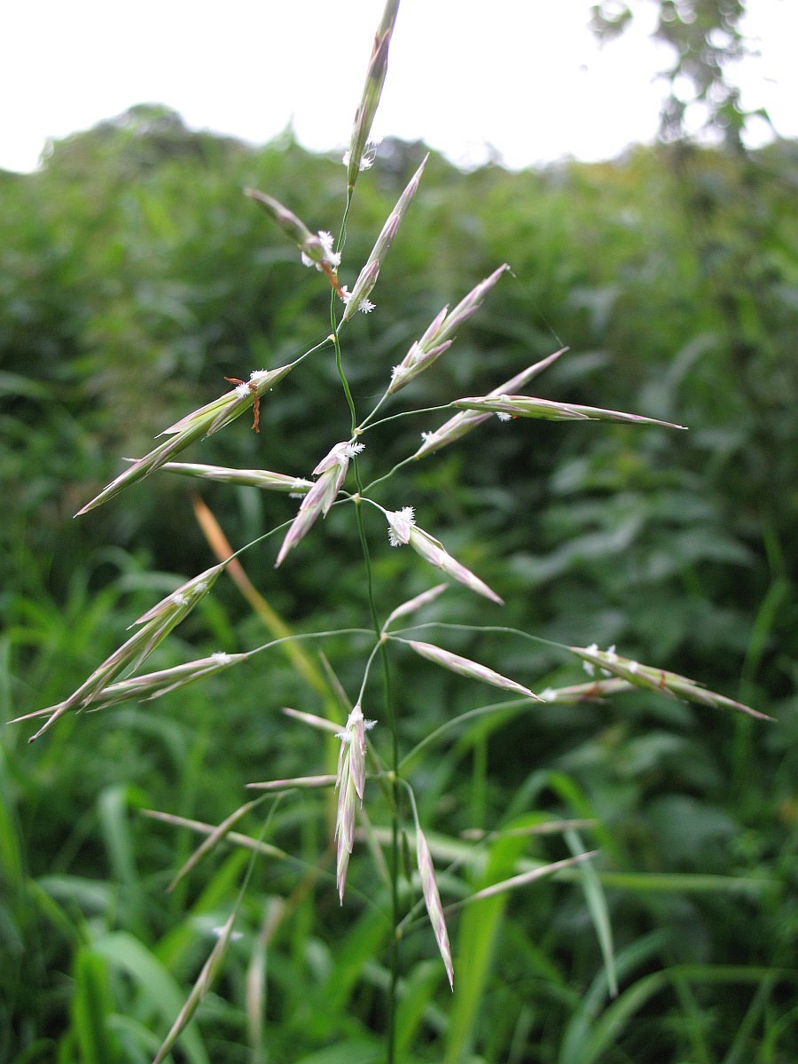 Bromopsis inermis, Smooth Brome