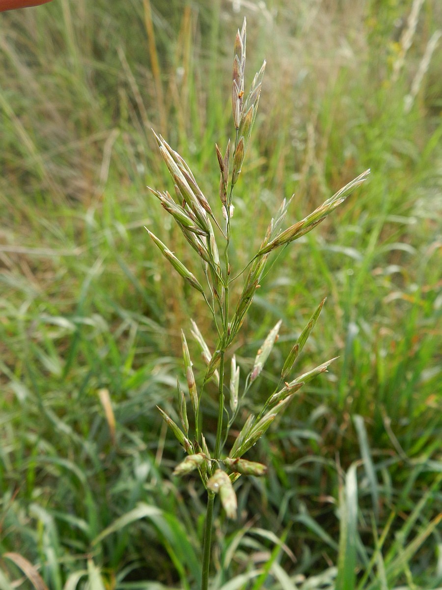 Bromopsis inermis, Smooth Brome