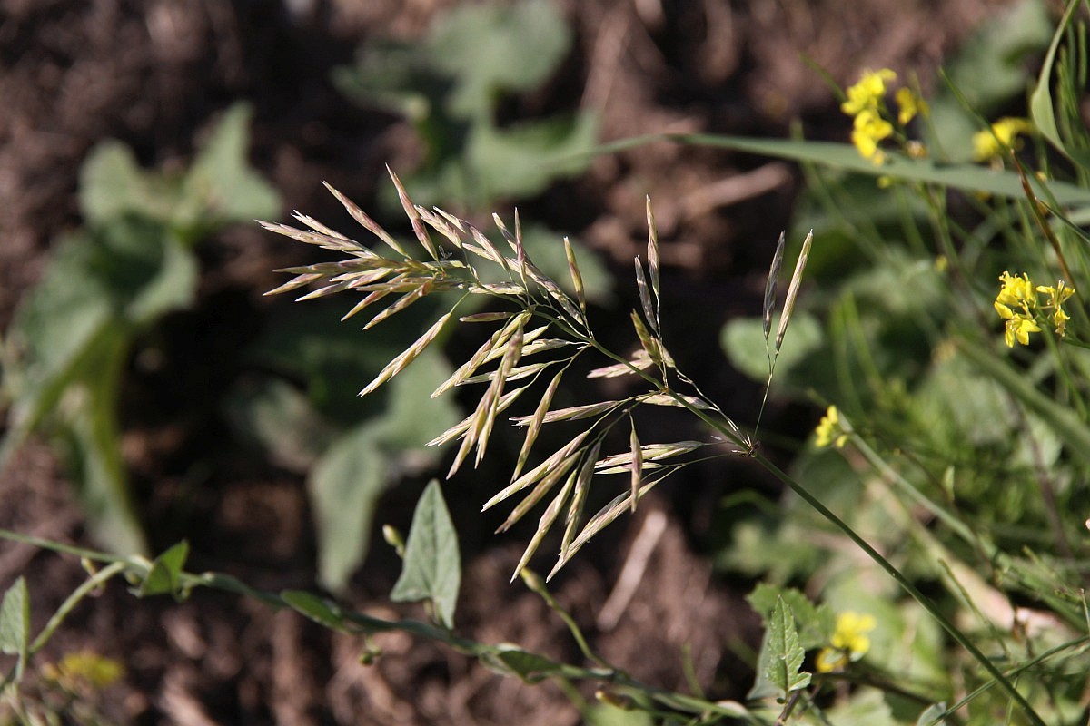 Bromopsis inermis, Smooth Brome