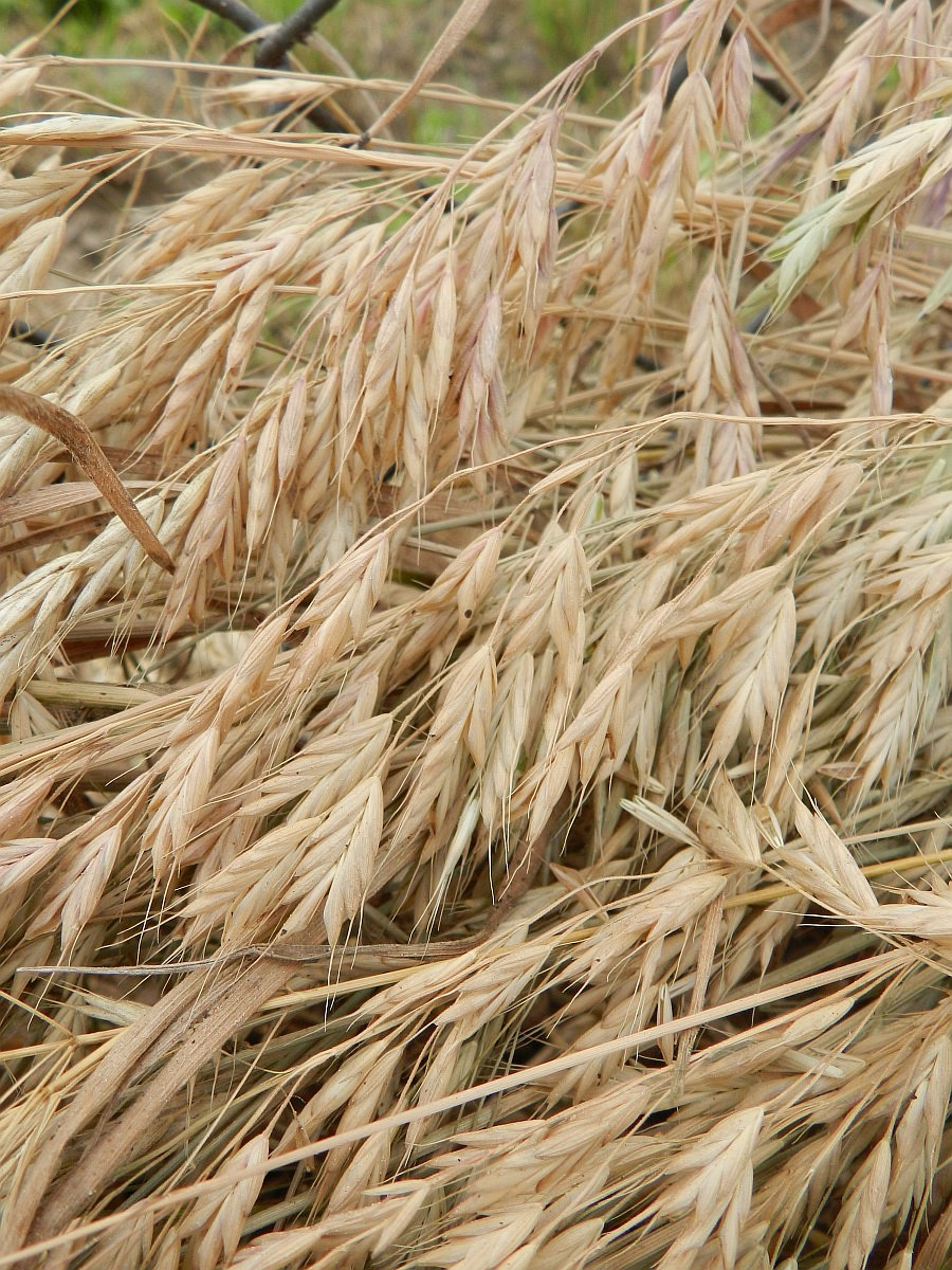 Bromus racemosus, Bald Brome