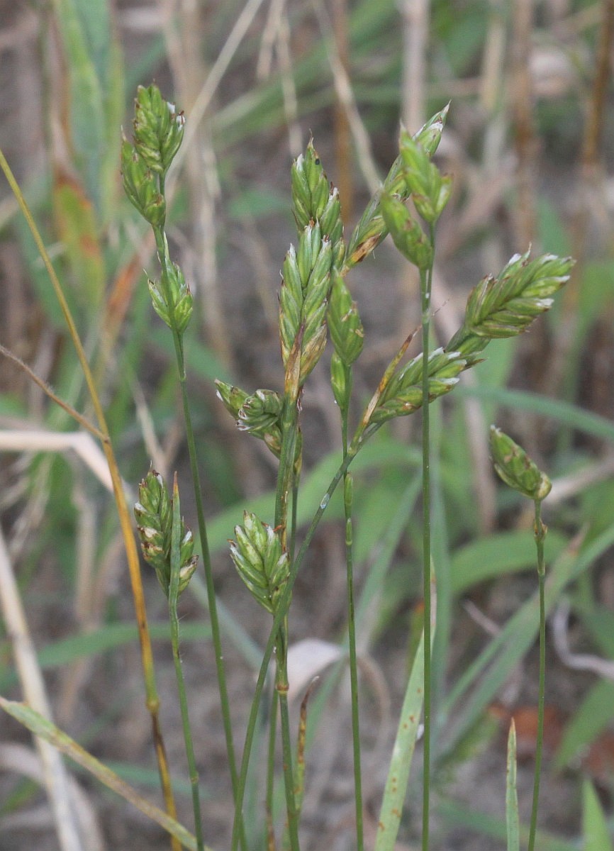 Bromus secalinus, Rye Brome
