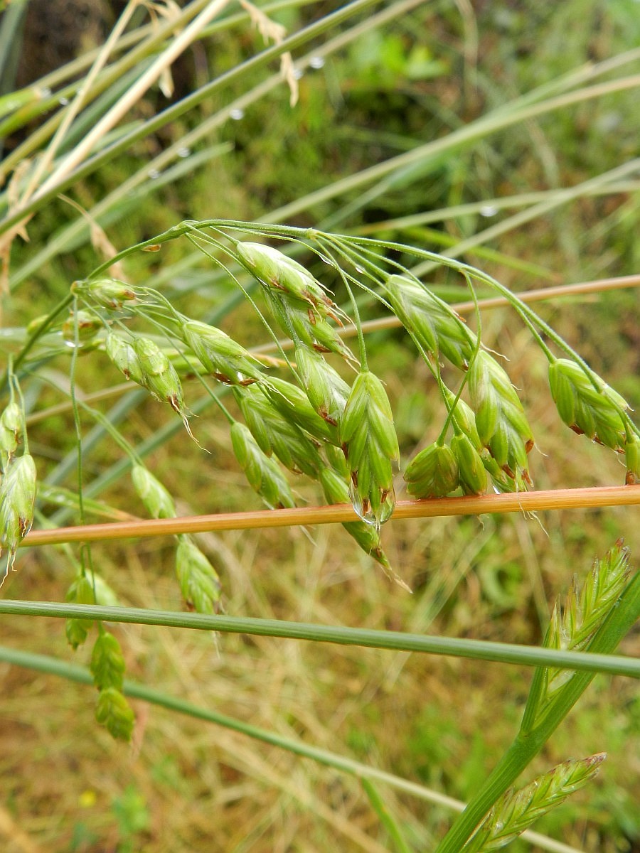 Bromus secalinus, Rye Brome