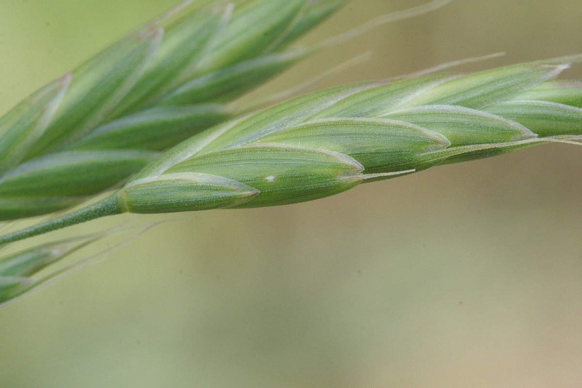 Bromus secalinus, Rye Brome