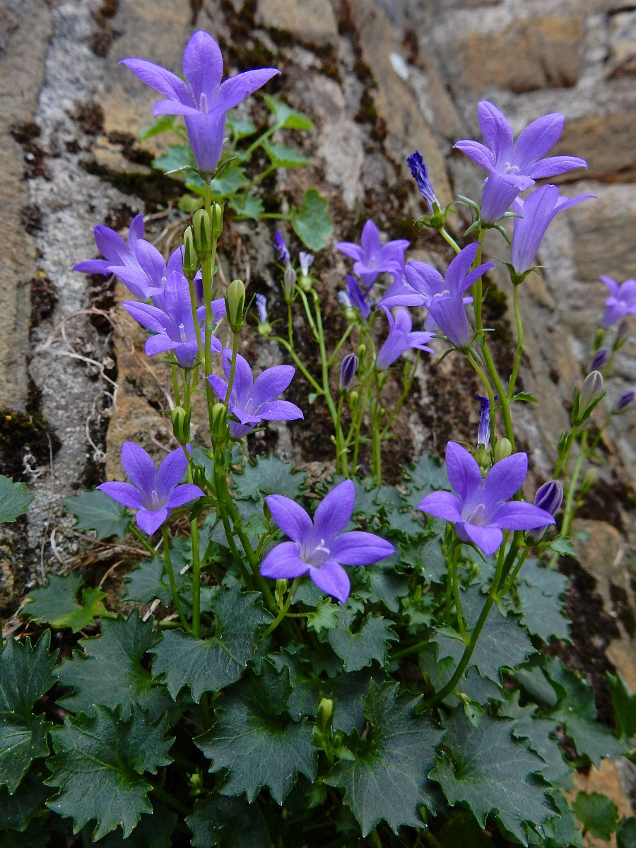 Campanula portenschlagiana, Adria Bellflower