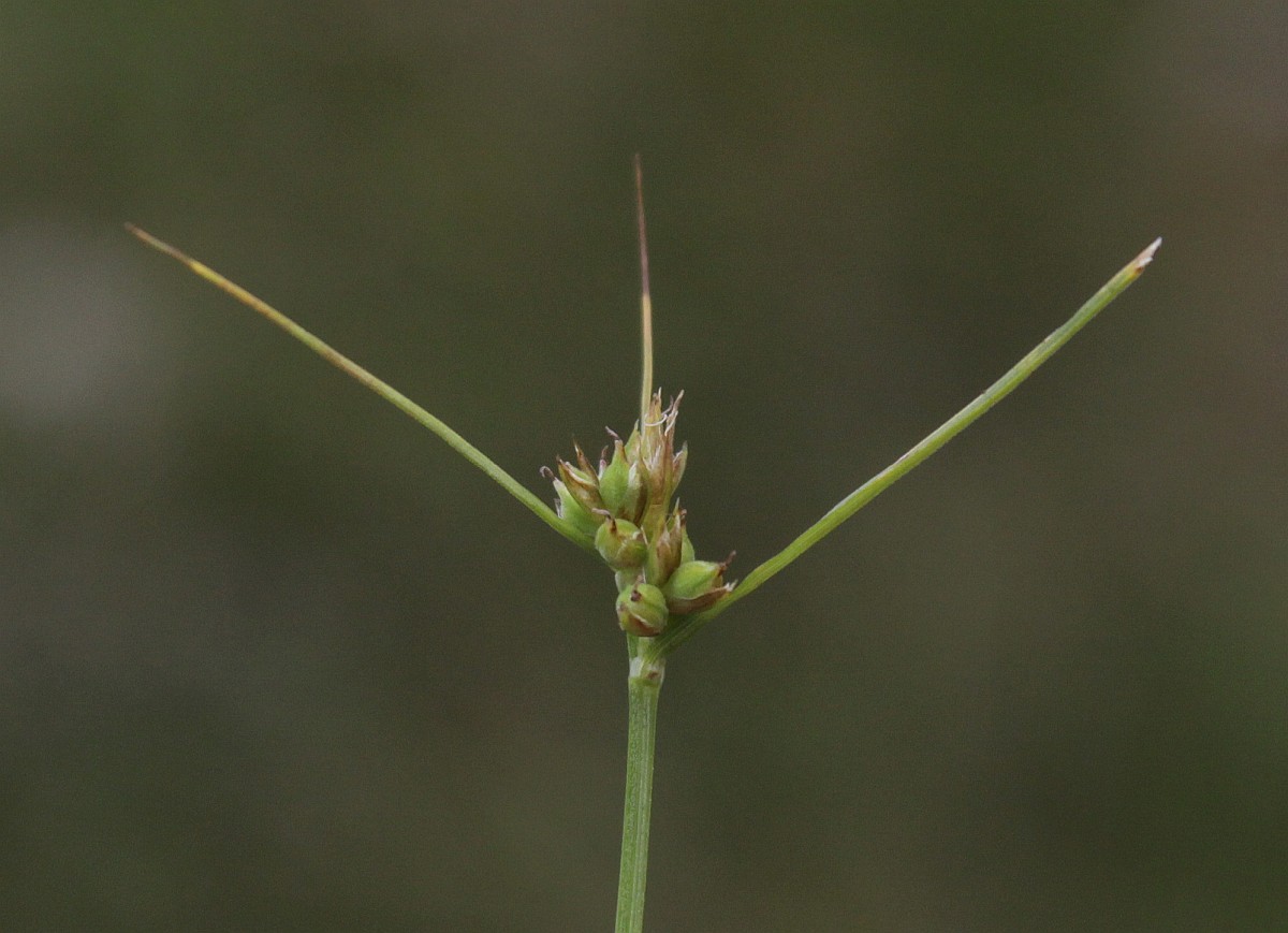 Carex pilulifera, Pill Sedge