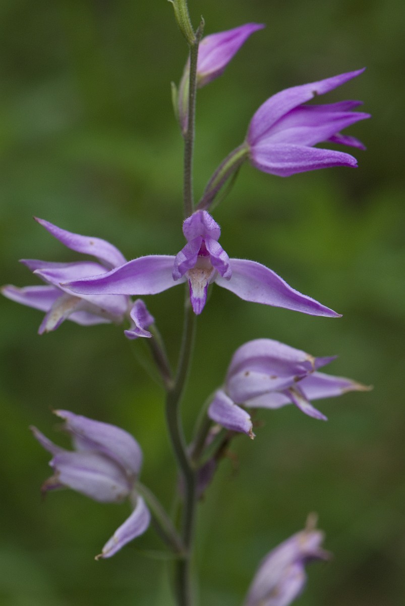 Cephalanthera rubra, Red Helleborine