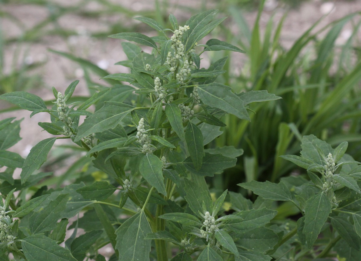 Chenopodium album, Fat-hen