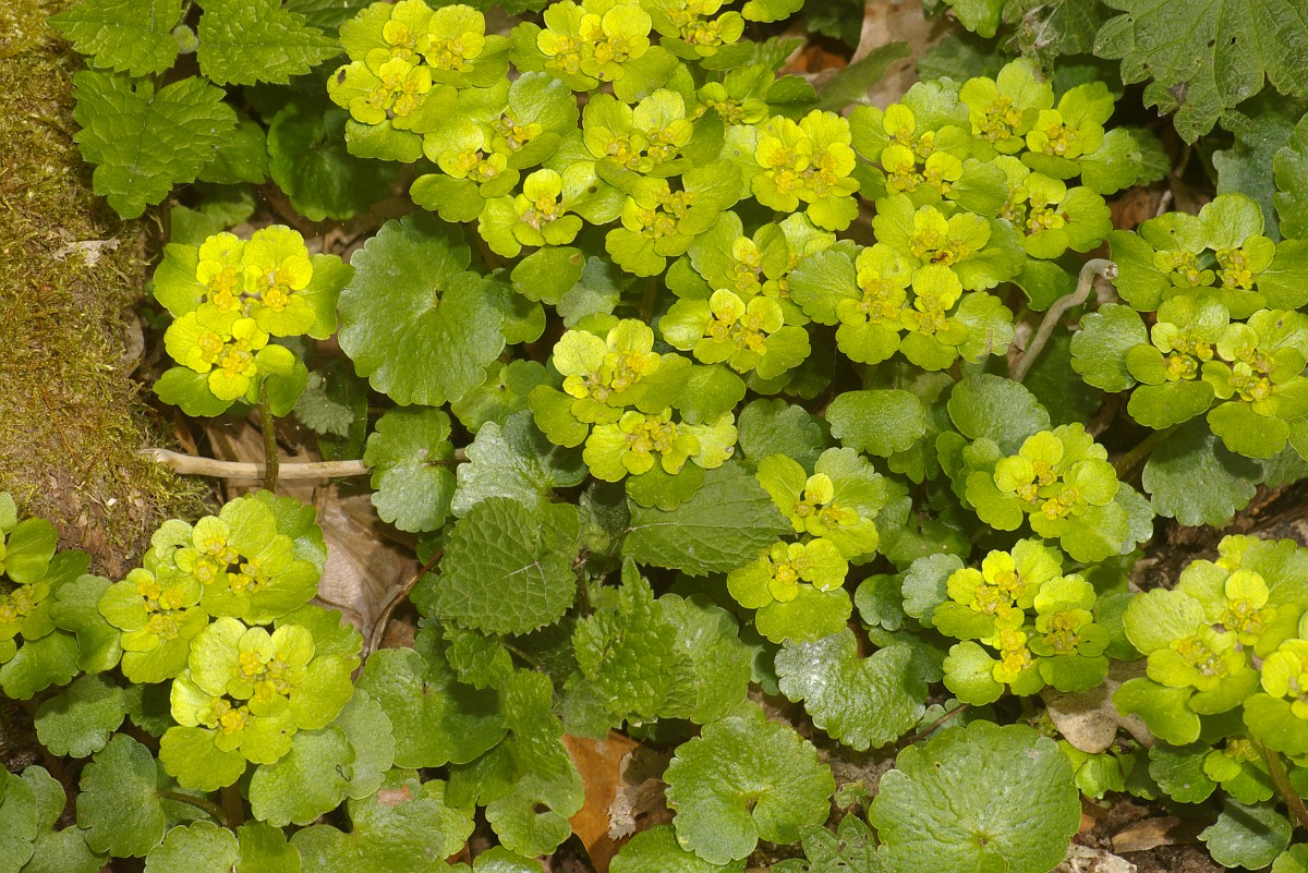 Chrysosplenium alternifolium, Alternate-leaved Golden-saxifrage