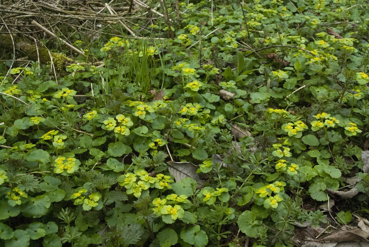 Chrysosplenium alternifolium, Alternate-leaved Golden-saxifrage