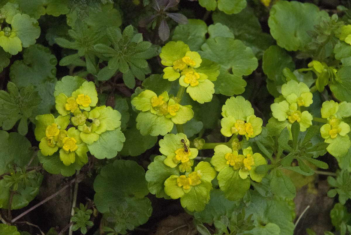 Chrysosplenium alternifolium, Alternate-leaved Golden-saxifrage