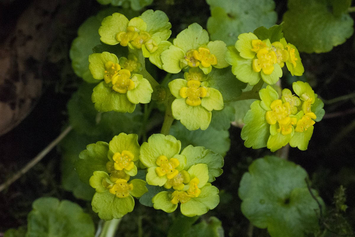 Chrysosplenium alternifolium, Alternate-leaved Golden-saxifrage